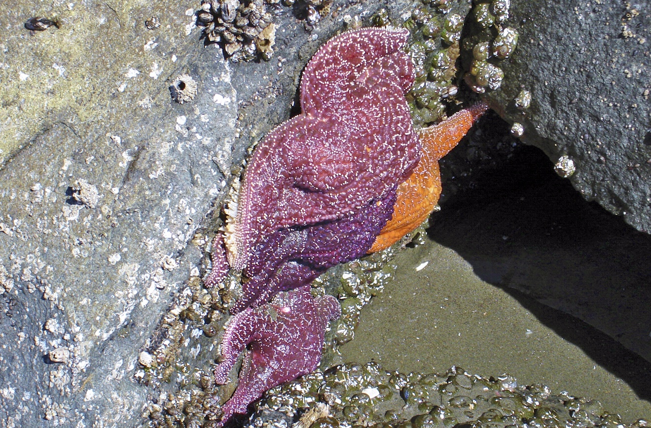 State Parks free day this Saturday— No Discover Pass needed | The Daily ...