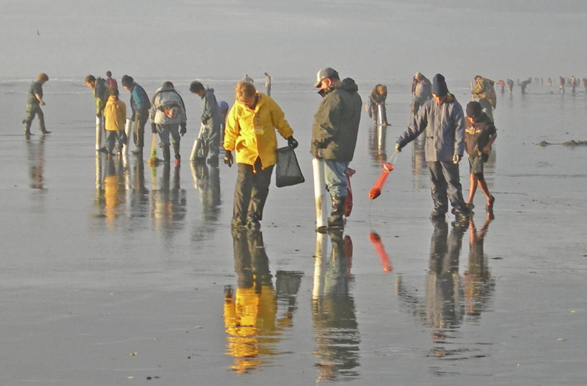 WDFW approves three-day razor clam digs on three ocean beaches | The ...