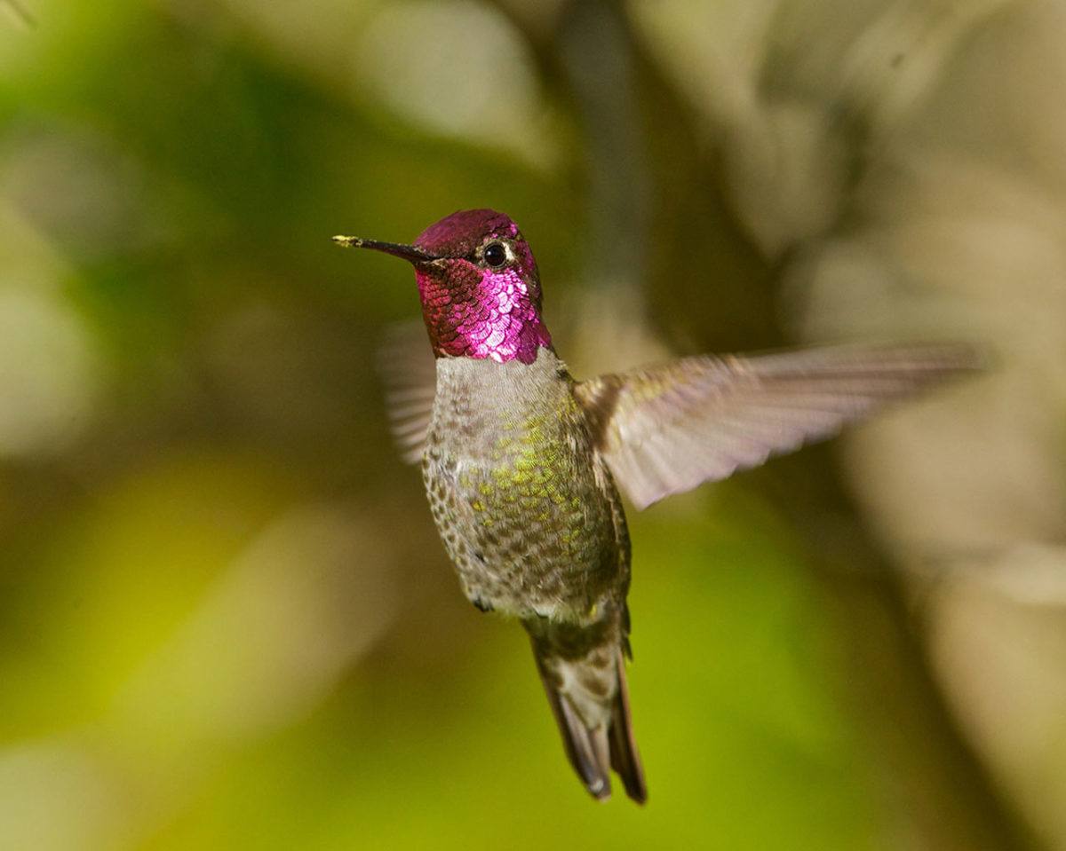 Grays Harbor Birds: Anna’s Hummingbird | The Daily World