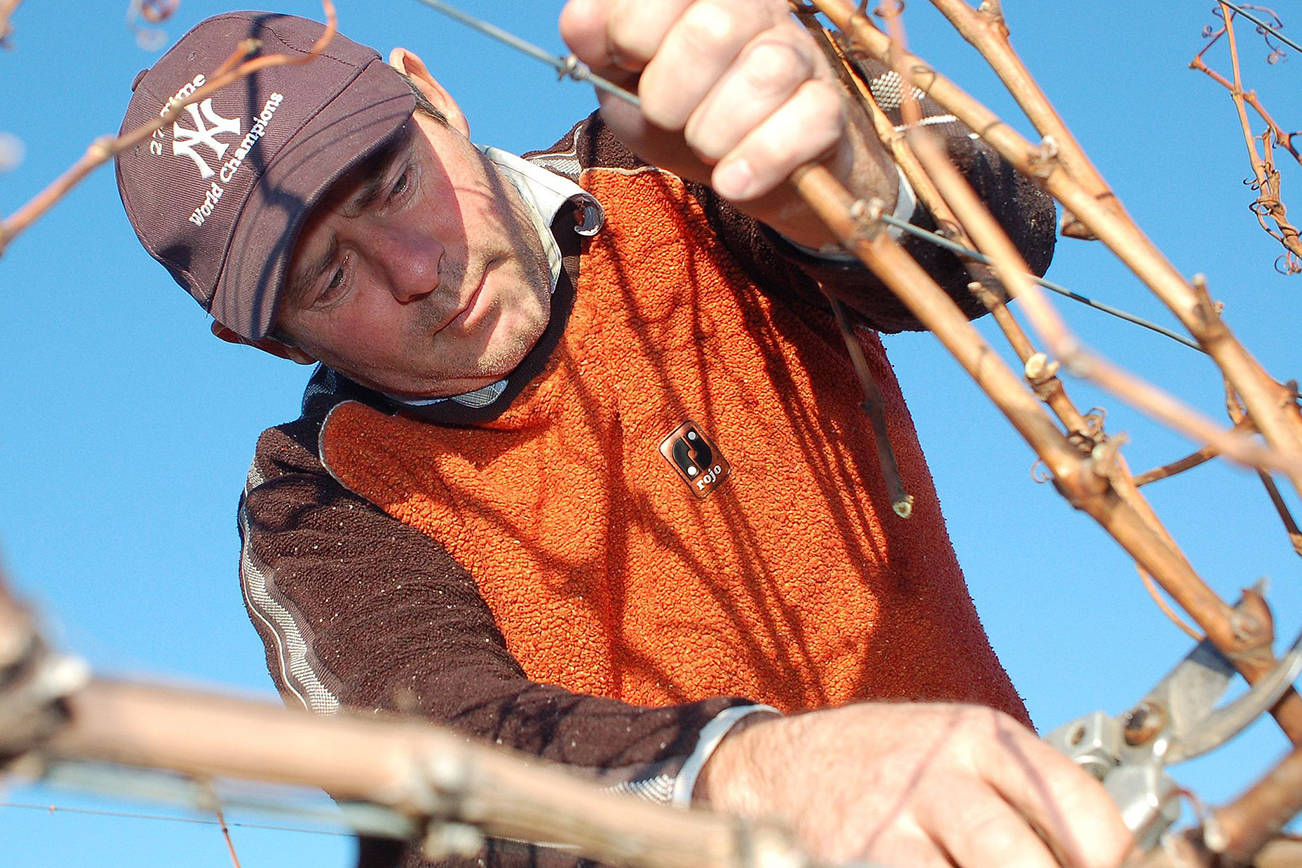 The basics of pruning | The Daily World