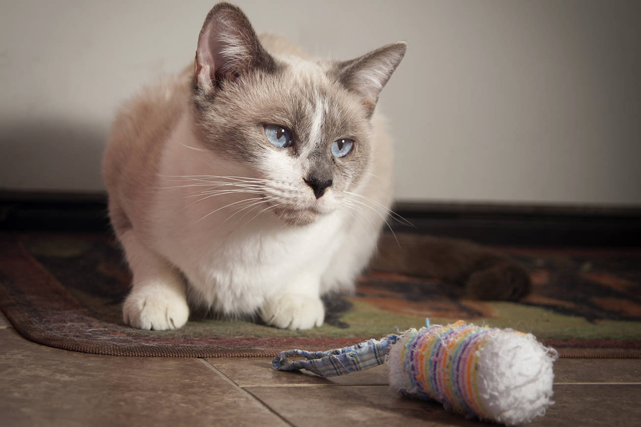 Adoptable cat | The Daily World