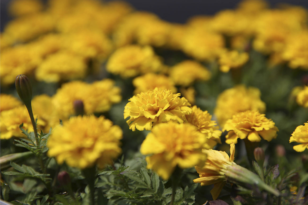 Get busy now and make the most of annuals | The Daily World