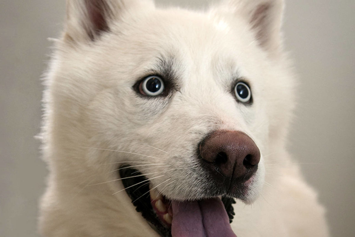 Adoptable Pet | The Daily World