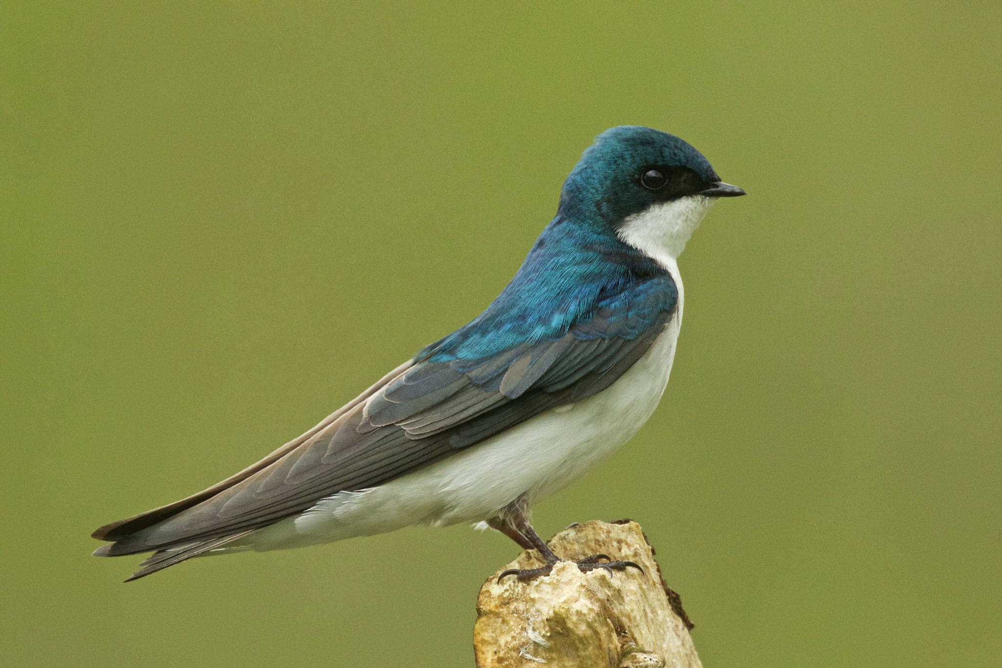 Grays Harbor Birds — Tree Swallow | The Daily World