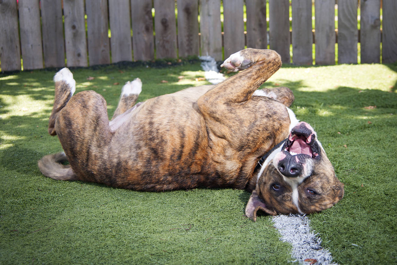 Adoptable Pet | The Daily World