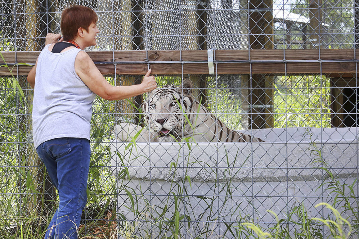 Florida nonprofit moves 25 big cats to bigger home | The Daily World