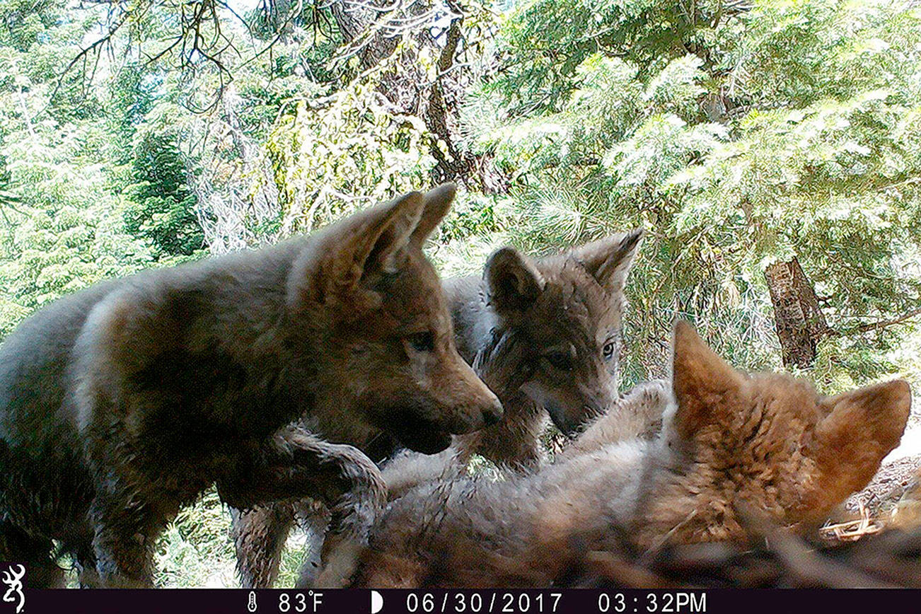 2 adults, 3 pups make a wolf package deal in Northern California | The ...