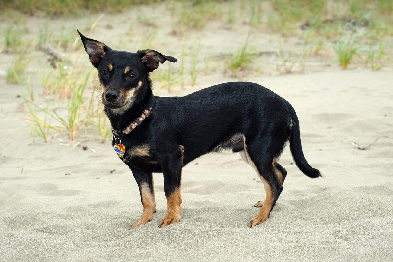 Adoptable Pet: Colt | The Daily World