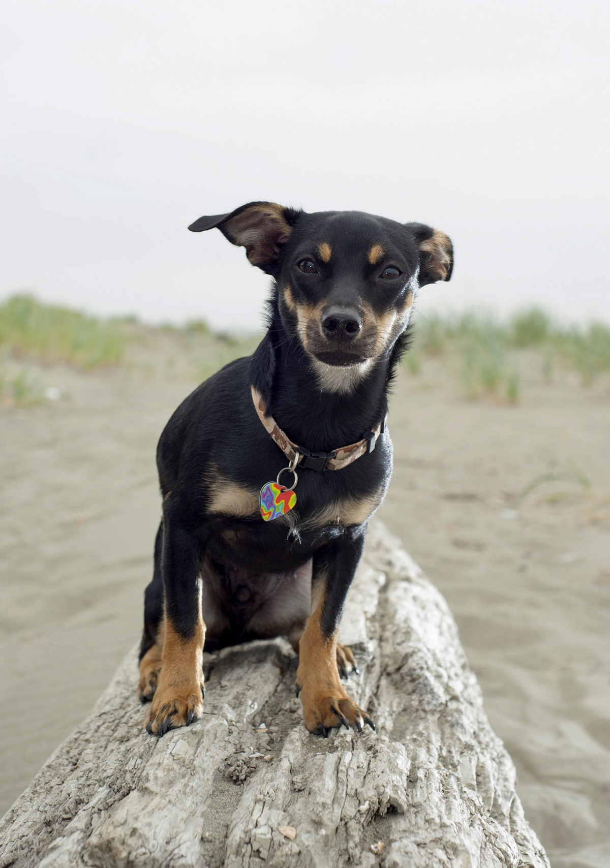 Adoptable Pet: Colt | The Daily World