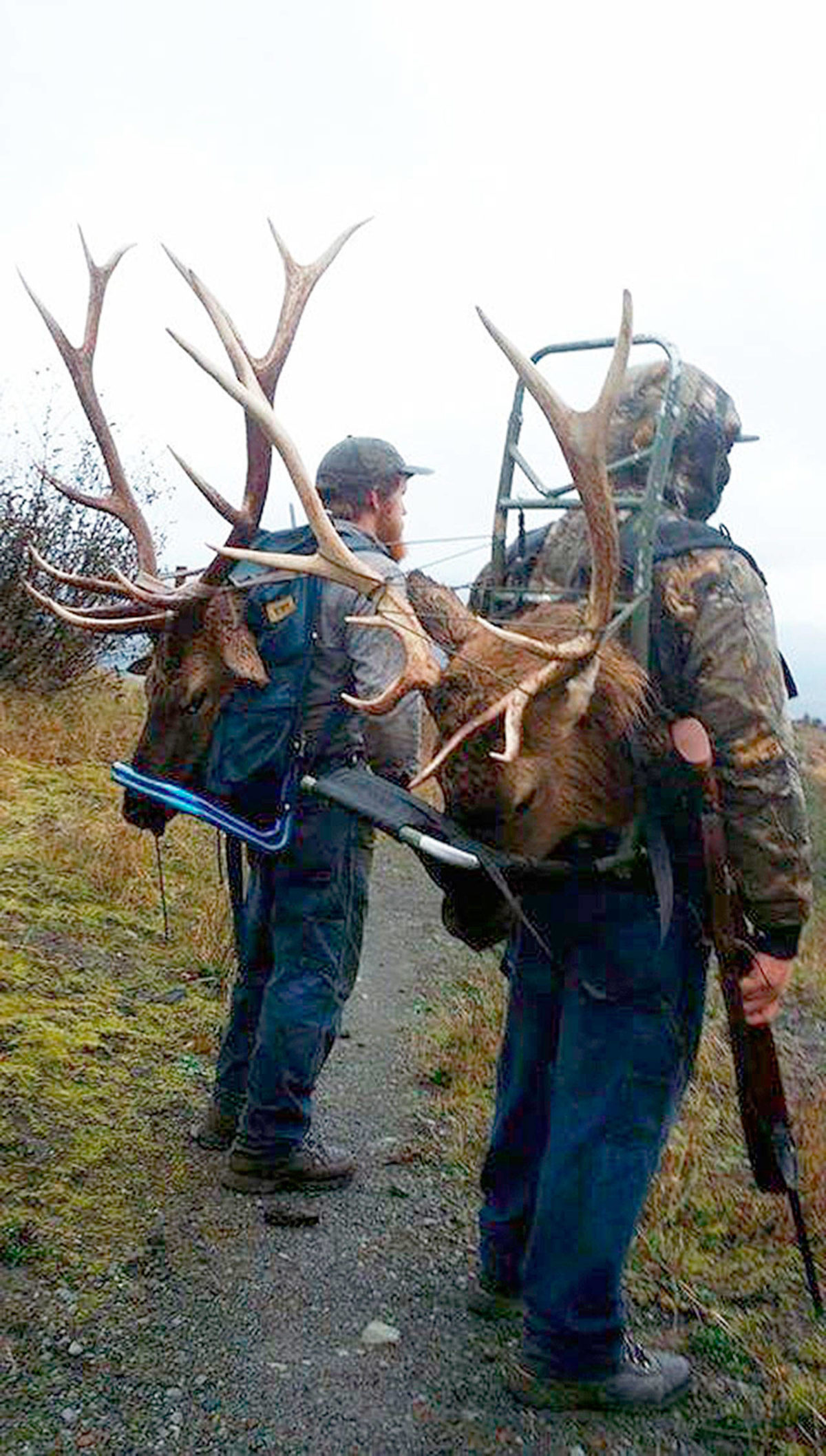 Bears, bobcats and more: WDFW timeline shows scope of poaching | The ...