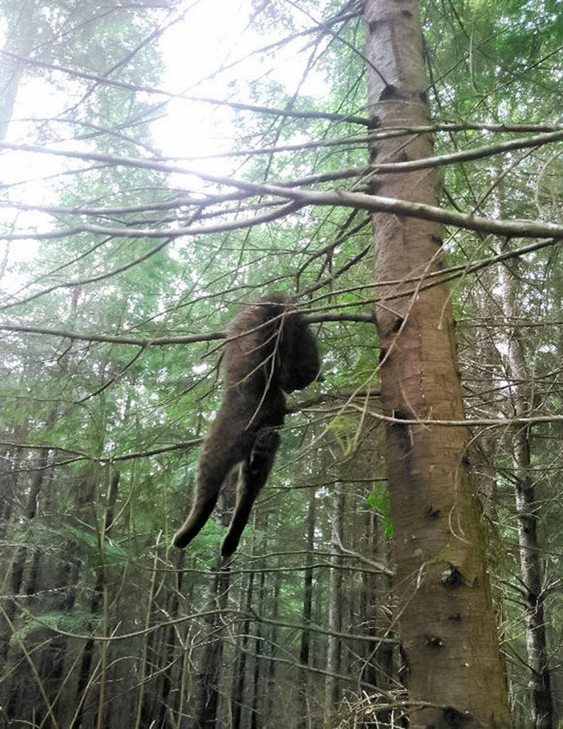 Bears, bobcats and more: WDFW timeline shows scope of poaching | The ...