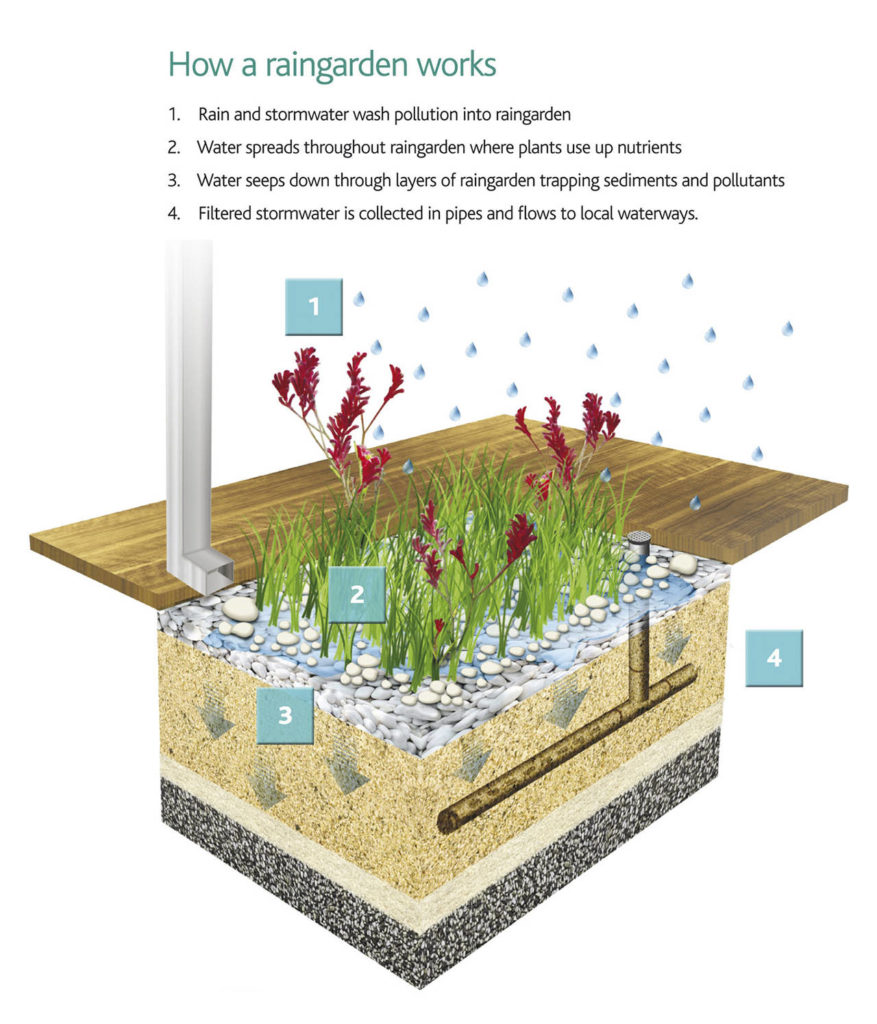 Rain gardens provide layers of lush vegetation | The Daily World