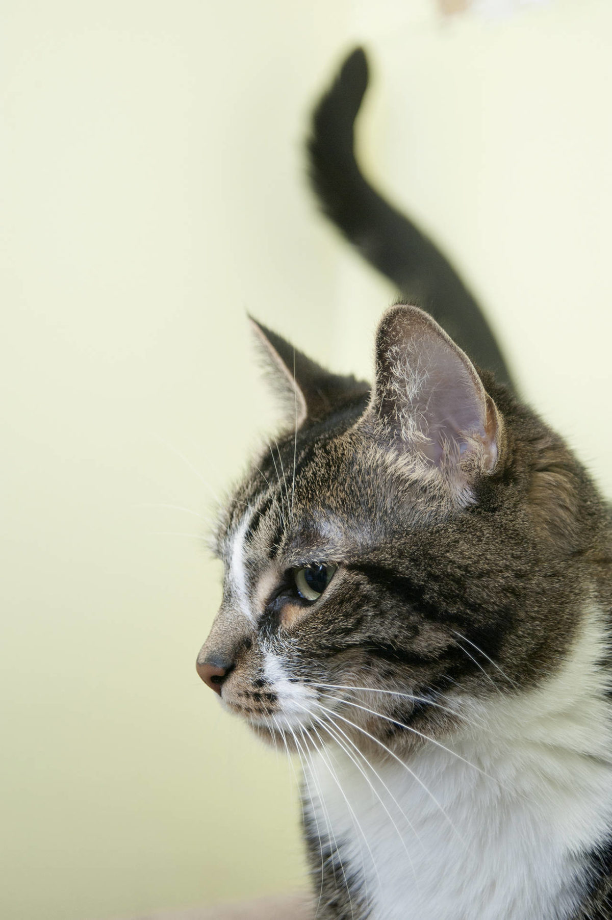 Adoptable Pet: Dori | The Daily World