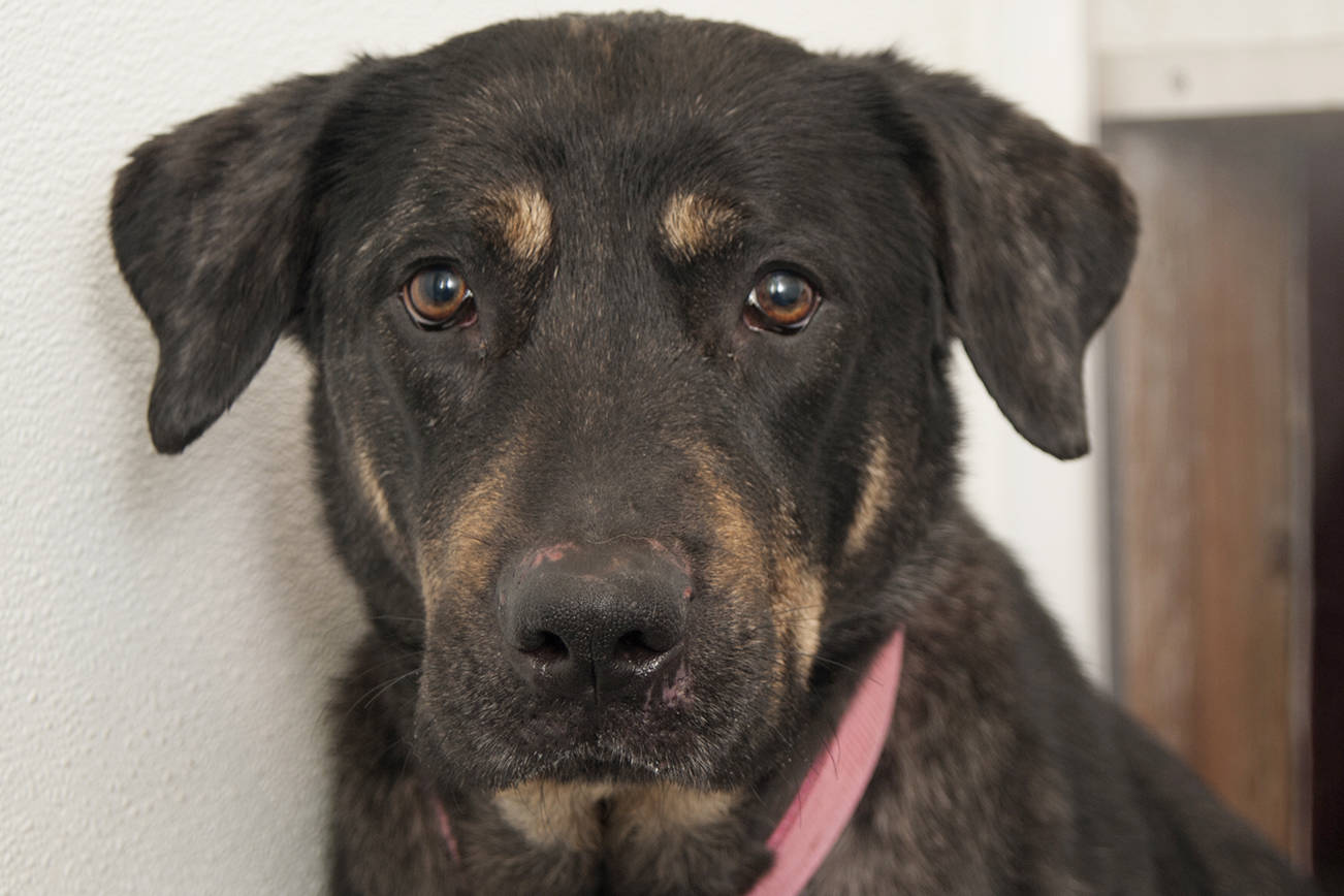 Adoptable Pet: Hula | The Daily World