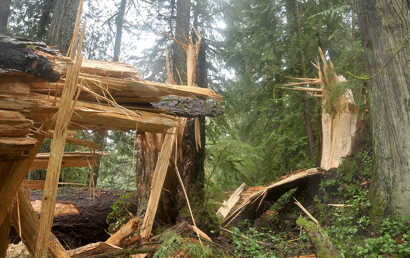 Microburst flattens trees near July Creek picnic area | The Daily World