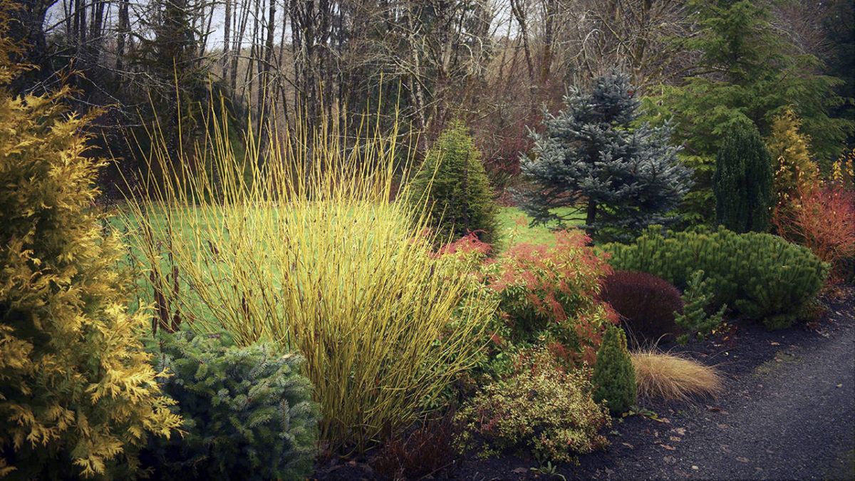 9 ways to dig all things dirt in wintertime | The Daily World