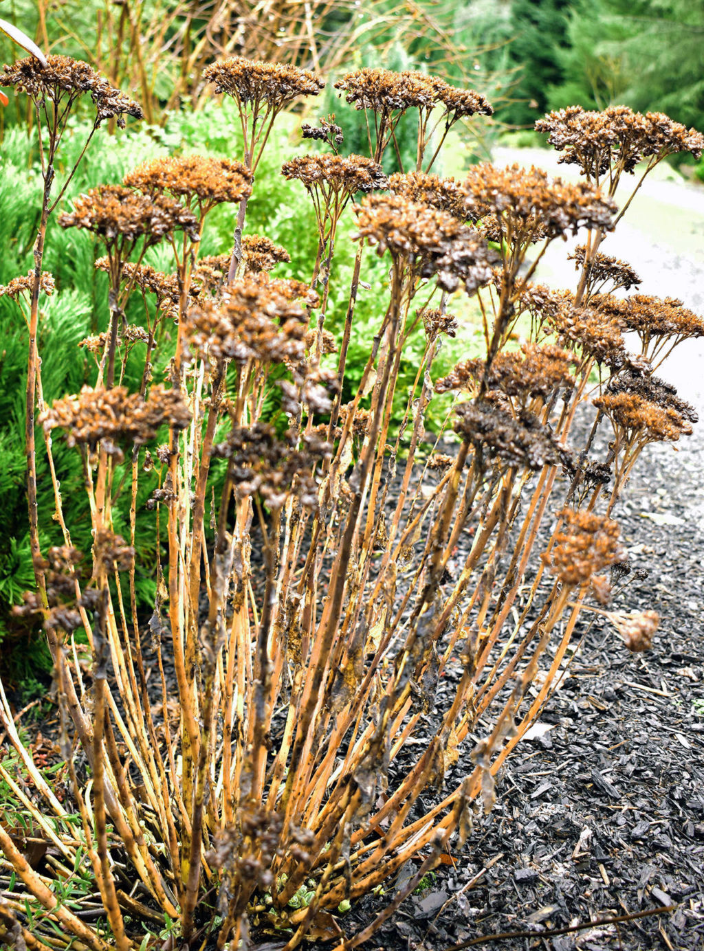 9 ways to dig all things dirt in wintertime | The Daily World