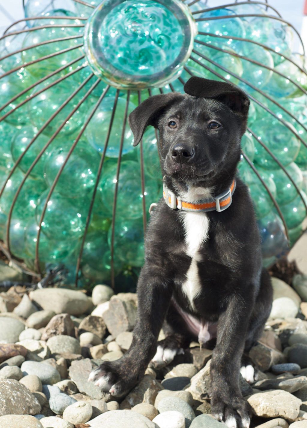 Adoptable Pet: Fidget Spinner | The Daily World