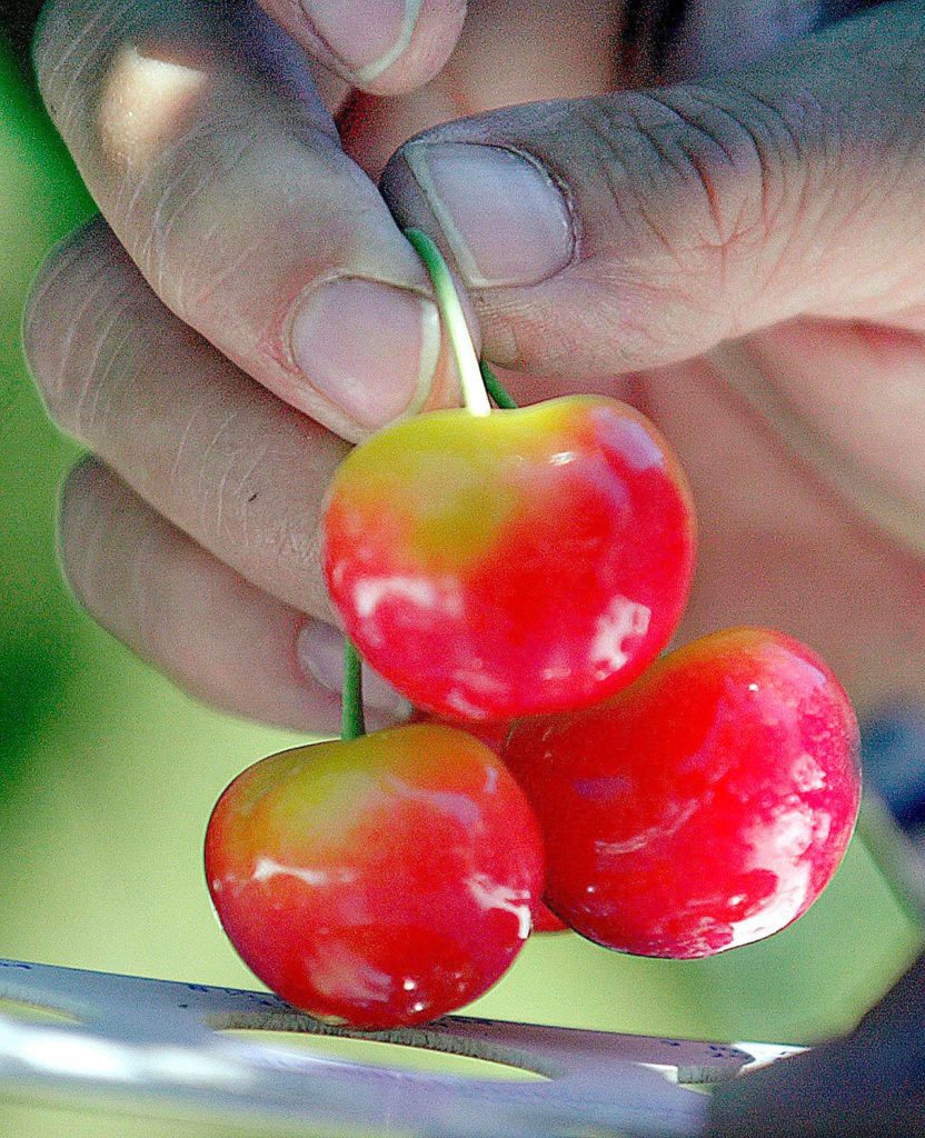 Cherry growers worried Chinese tariffs could hurt their biggest foreign ...
