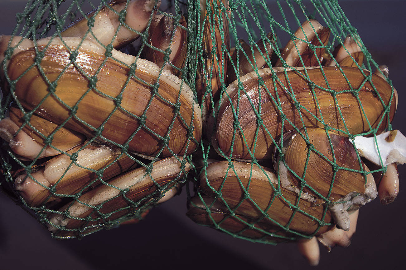 Final razor clam dig of the season begins April 19 at Mocrocks | The ...