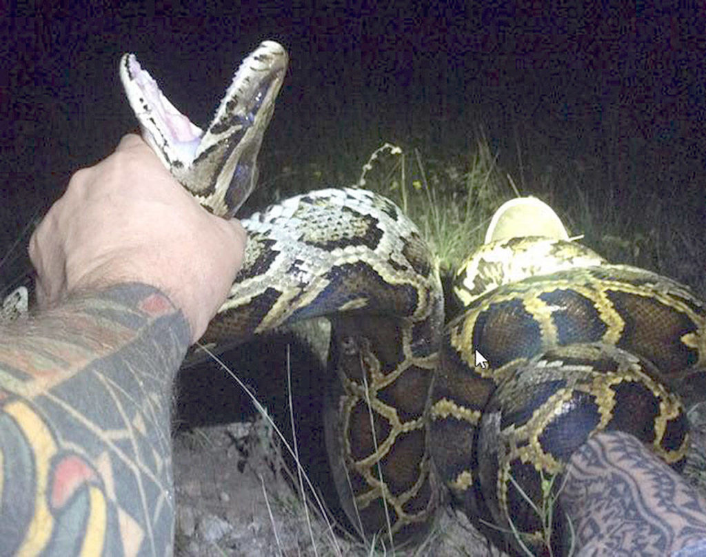 Calling all hunters: Everglades National Park wants you to kill its ...