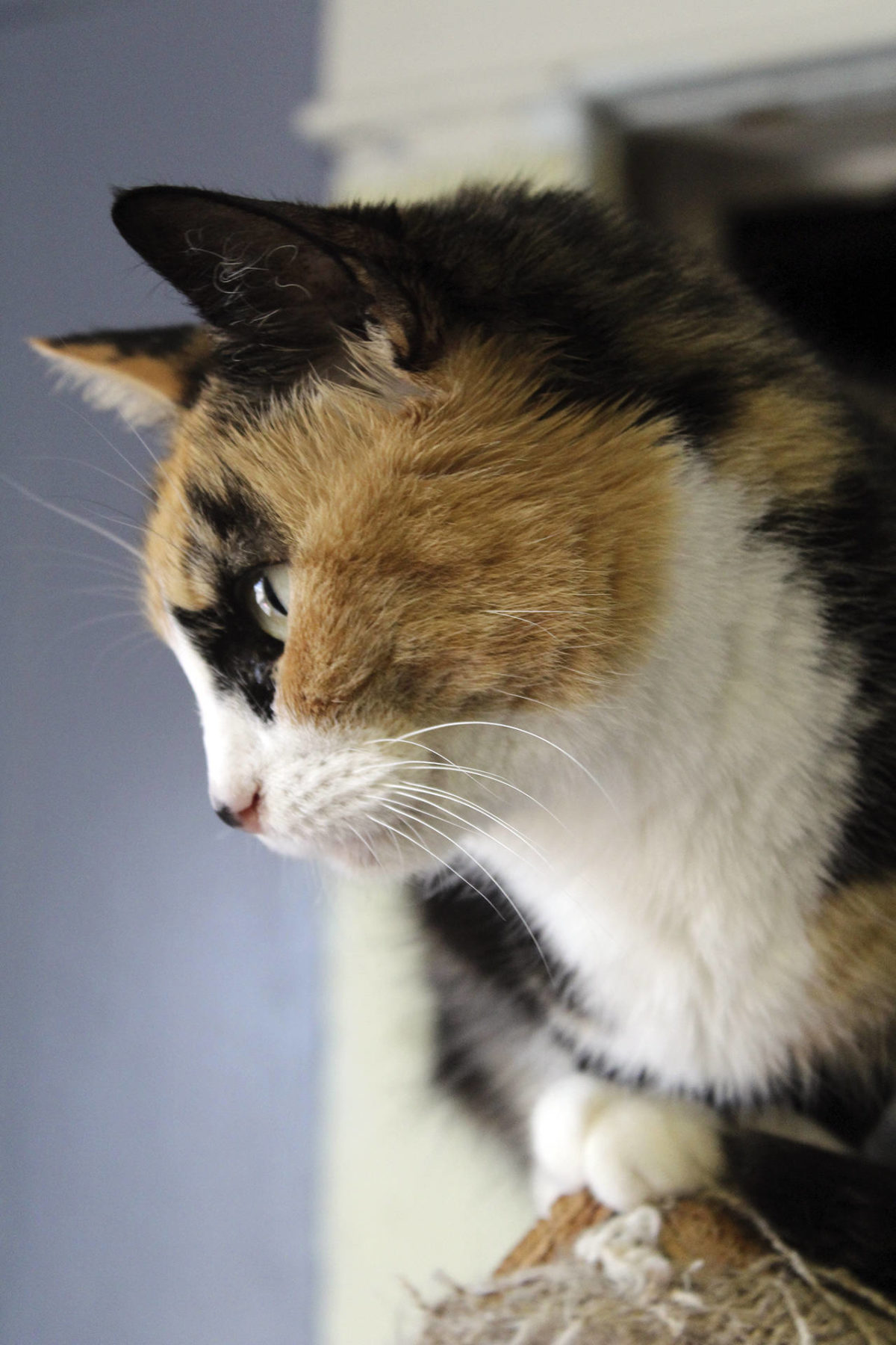 Adoptable Pet: Nosey | The Daily World