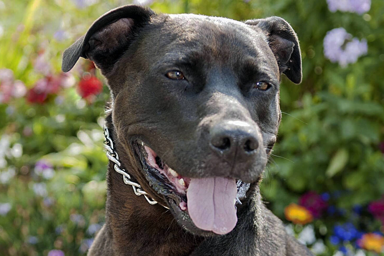 Adoptable Pet: Roxy | The Daily World