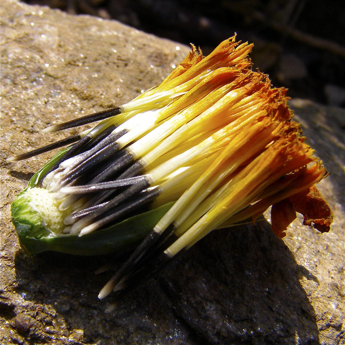 Collecting seeds from pollinator plants | The Daily World