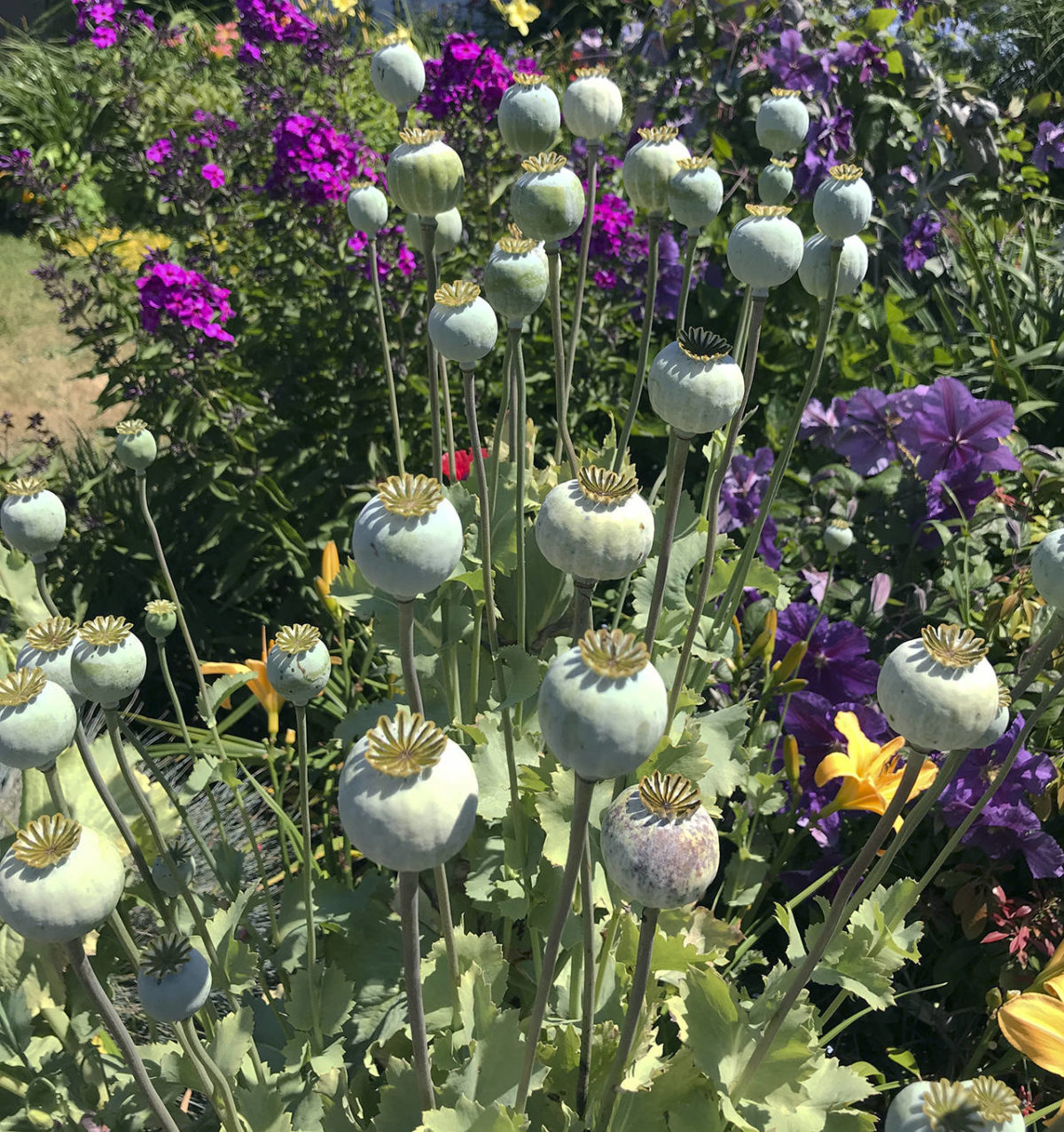 Collecting seeds from pollinator plants | The Daily World