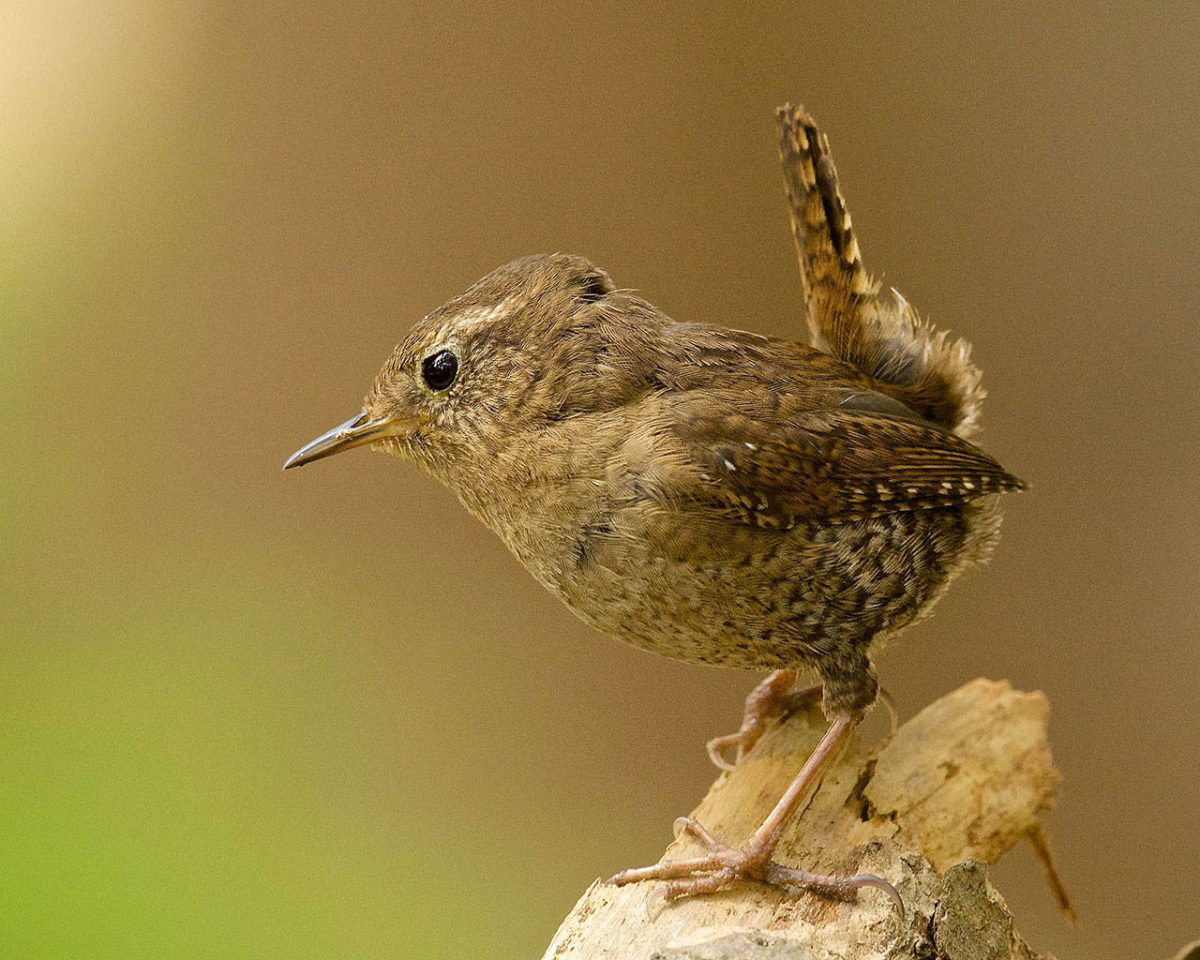 Grays Harbor Birds: Pacific Wren (Troglodytes pacificus) | The Daily World