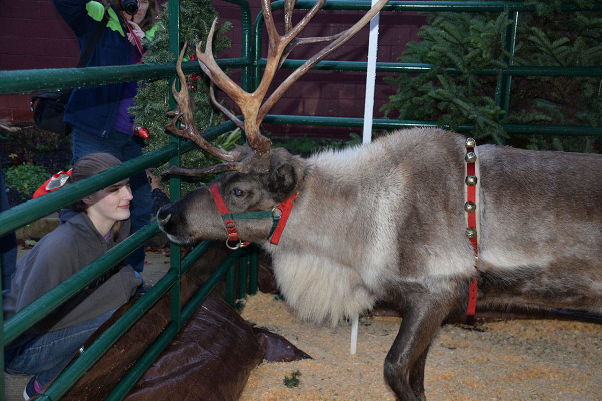 Reindeer in the rain and other sights from Winterfest | The Daily World