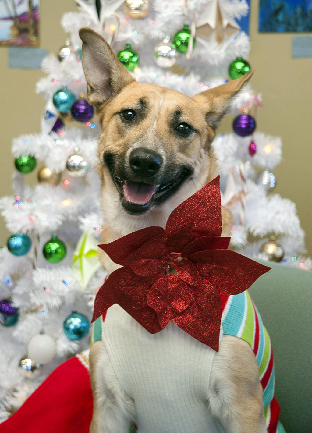 Adoptable Pet: Isabelle | The Daily World