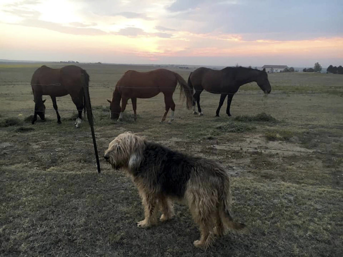 Lovable otterhound is an extremely rare breed | The Daily World
