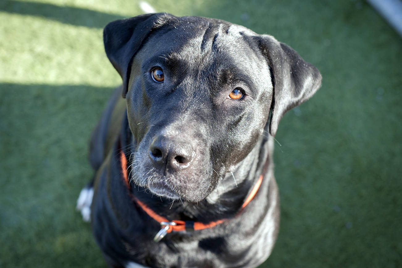 Adoptable Pet: Phoenix | The Daily World