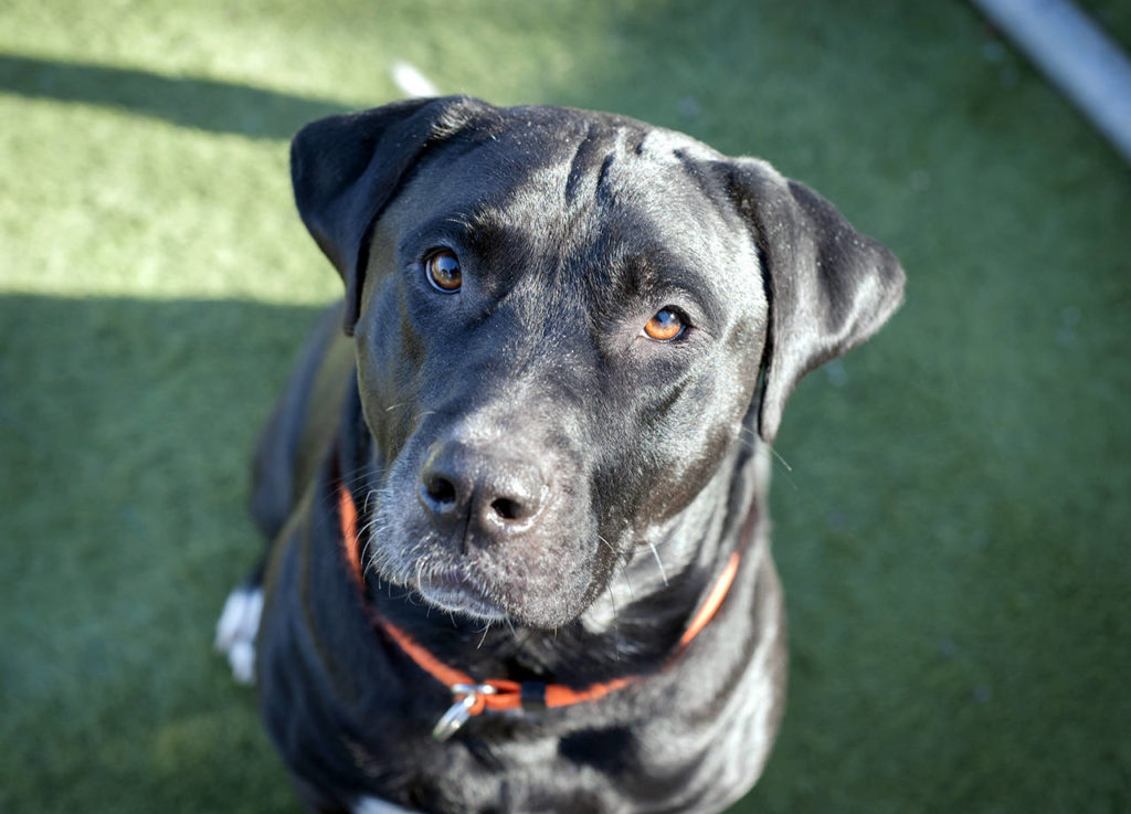 Adoptable Pet: Phoenix | The Daily World