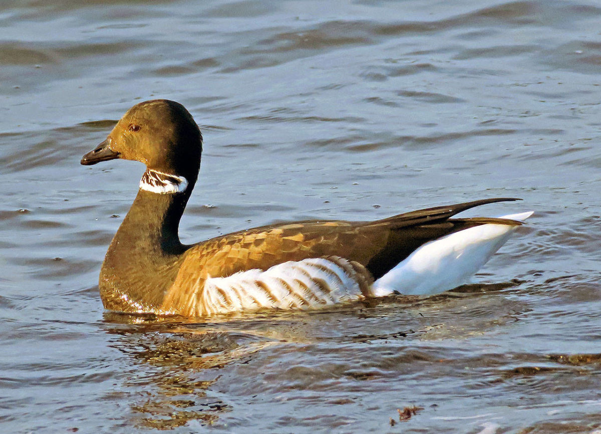 Grays Harbor Birds: Brant (Branta bernicla) | The Daily World