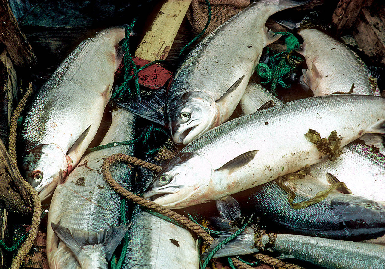 Forecast prompts Quinaults to halt 2019 commercial sockeye fishery ...