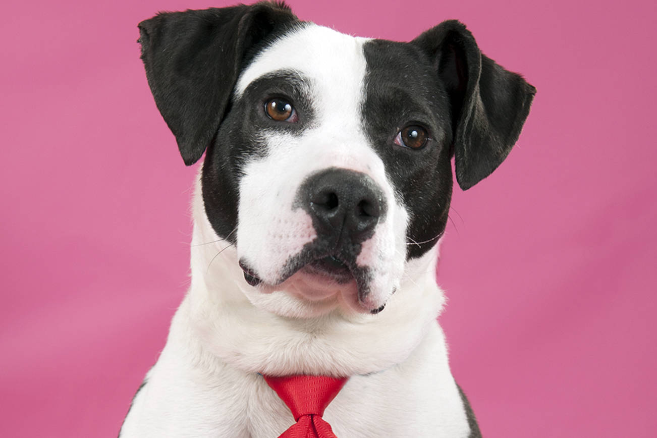 Adoptable Pet: Kramer | The Daily World