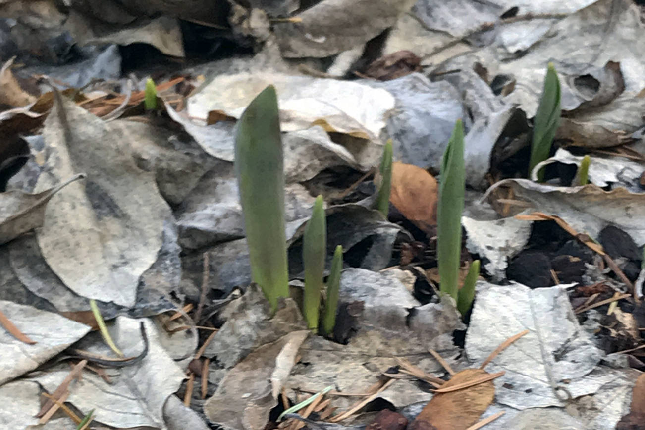 Master Gardener: Snow-covered early spring bulbs still might have a ...