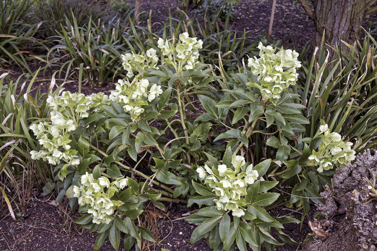 Master Gardener: Meet the lovely hellebore | The Daily World