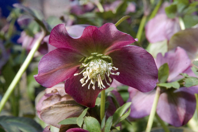 Master Gardener: Meet the lovely hellebore | The Daily World