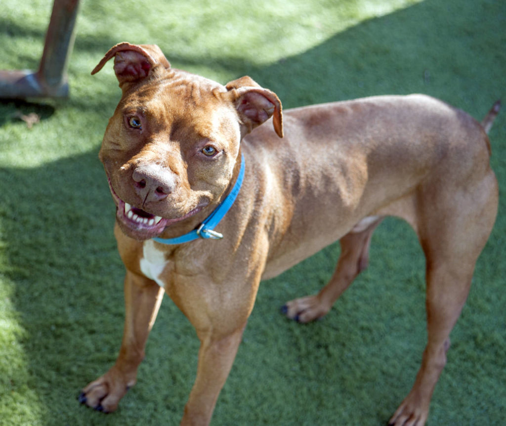 Adoptable Pet: Bo | The Daily World