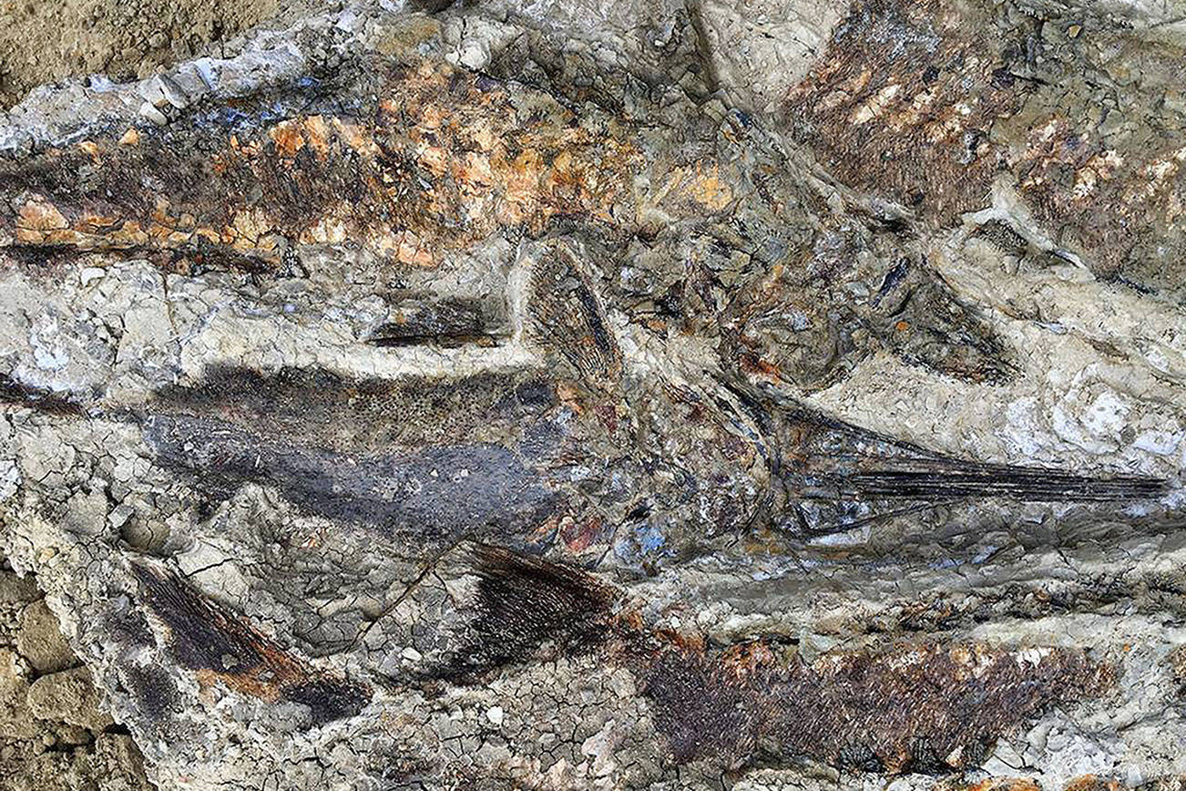 Doctoral student’s major find: Scene of devastation from dinosaur ...