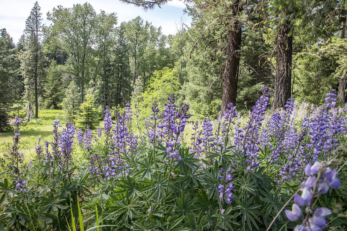 Bullitt Foundation, a heavy hitter in the Northwest’s environmental ...