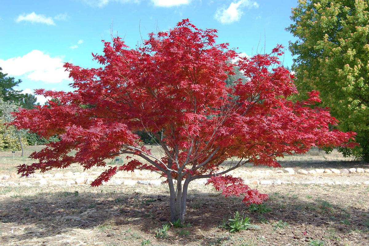 Master Gardener: J is for Japanese maples | The Daily World