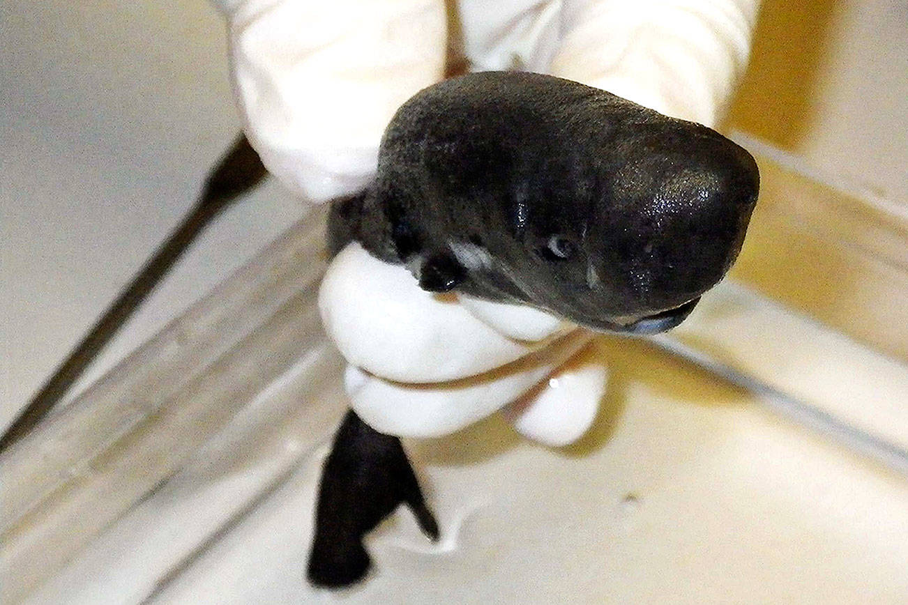 A new species of shark has been discovered, and it glows | The Daily World