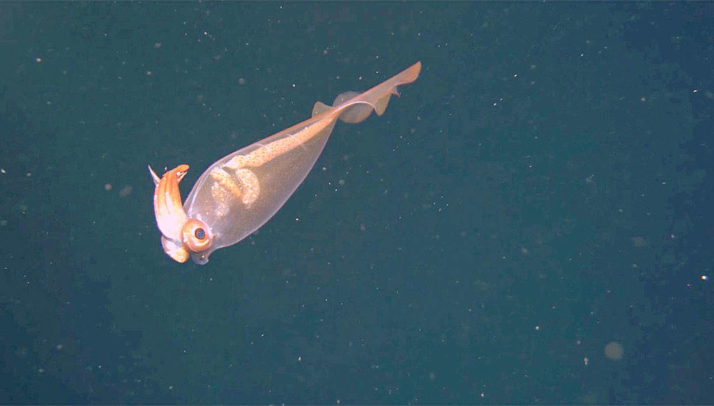 A transparent squid with glowing internal organs recorded by deep-sea ...