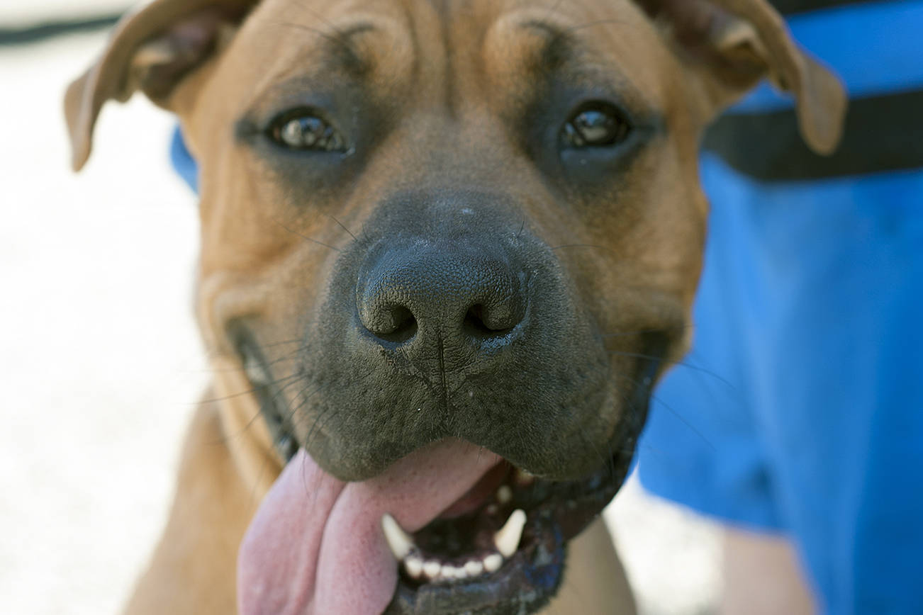 Axel: Adoptable Pet | The Daily World