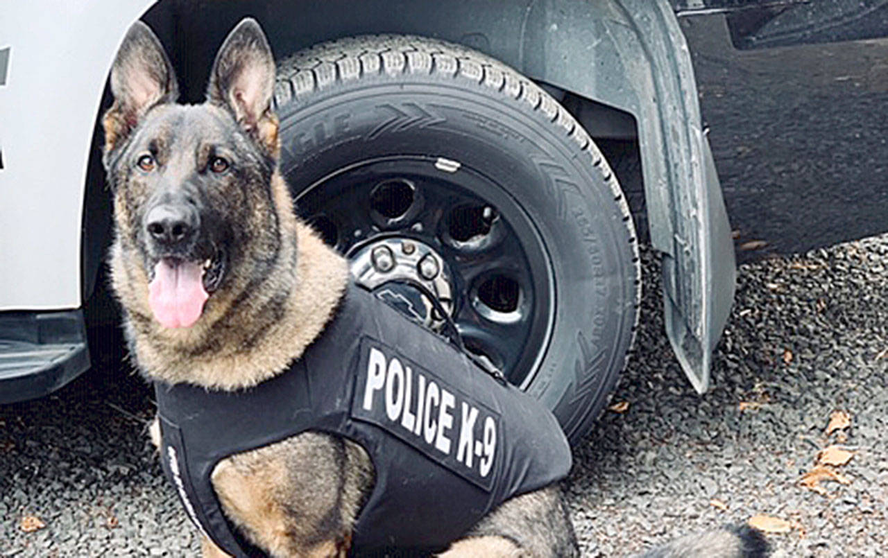 Aberdeen Police K9 Ronin receives donation of body armor | The Daily World