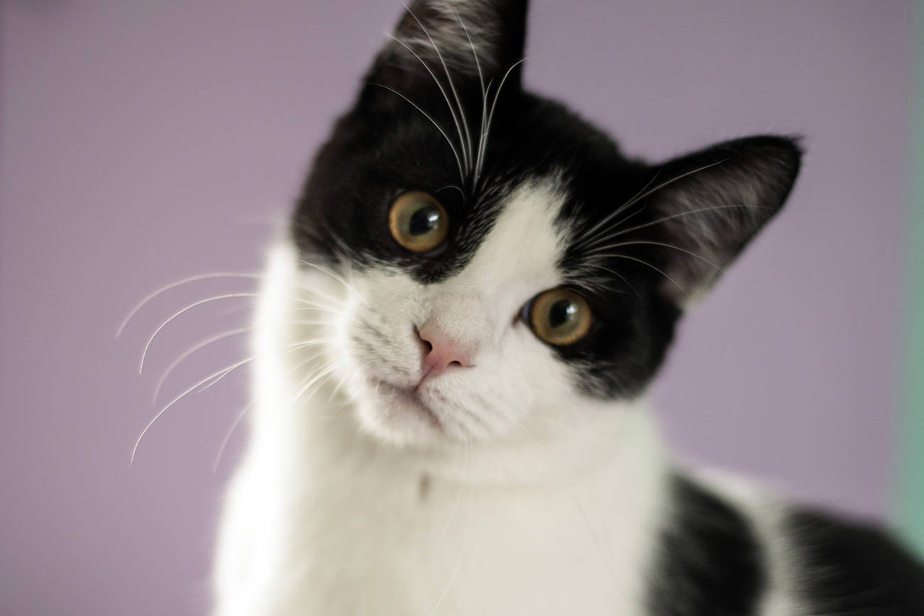 Garth: Adoptable Pet of the Week | The Daily World